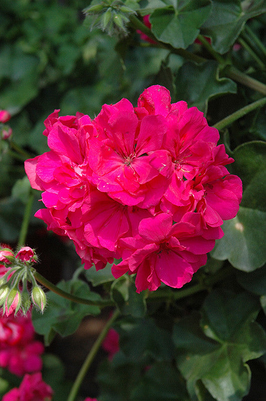 Focus Rose Ivy Leaf Geranium – Armstrong Garden Centers