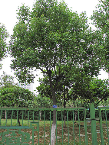 Cinnamomum camphora – Armstrong Garden Centers