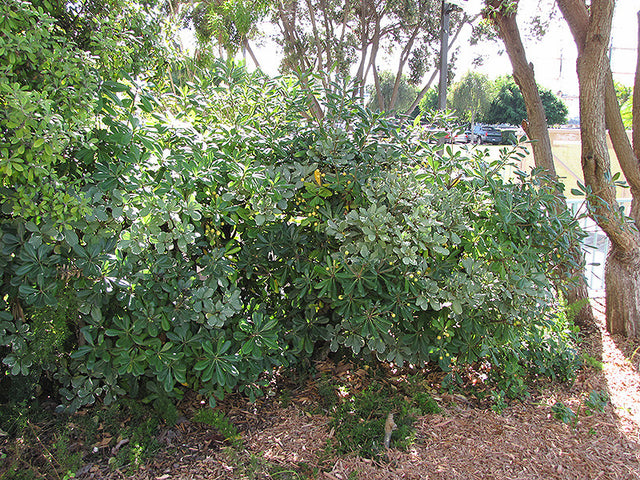 Pittosporum tobira 'Wheeler's Dwarf' – Armstrong Garden Centers