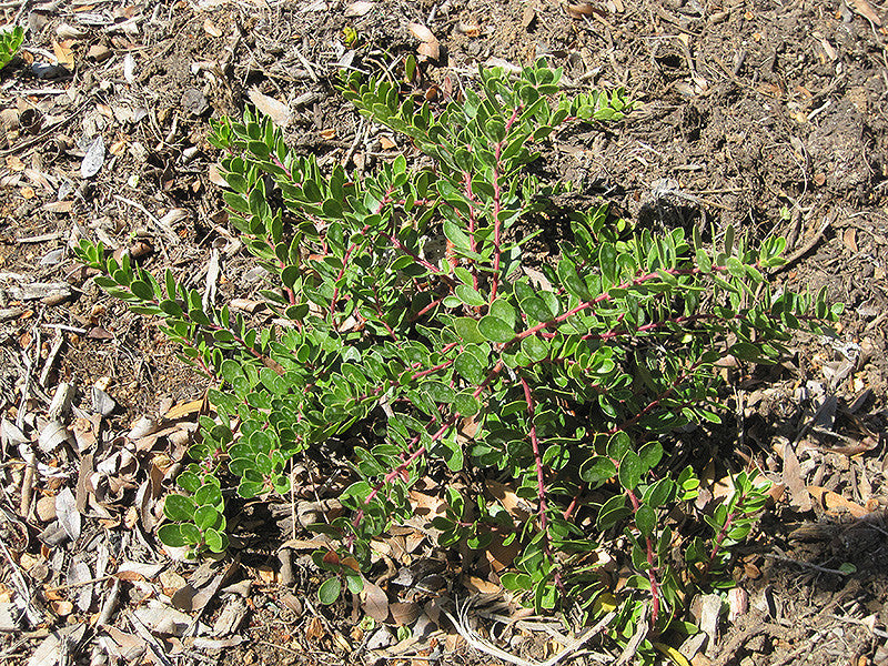 Arctostaphylos 'Emerald Carpet' – Armstrong Garden Centers