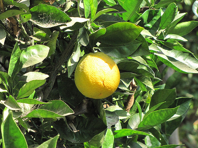 Washington Navel Tree Form – Armstrong Garden Centers