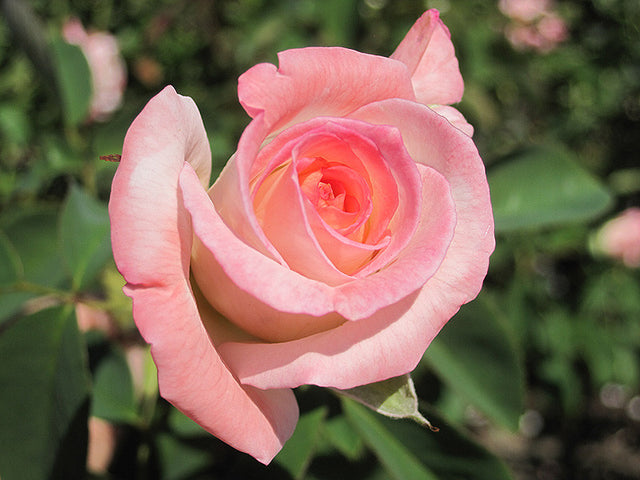 Secret Rose – Armstrong Garden Centers