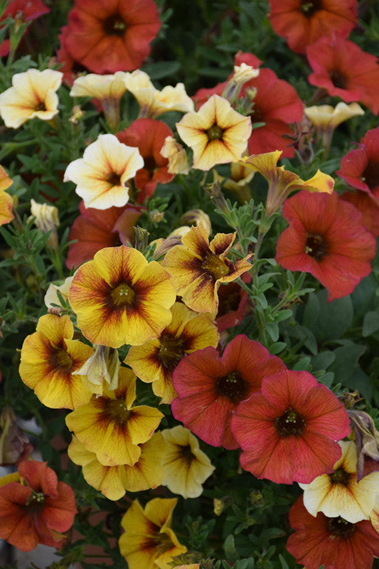SuperCal® Premium Bonfire Mix Petchoa – Armstrong Garden Centers