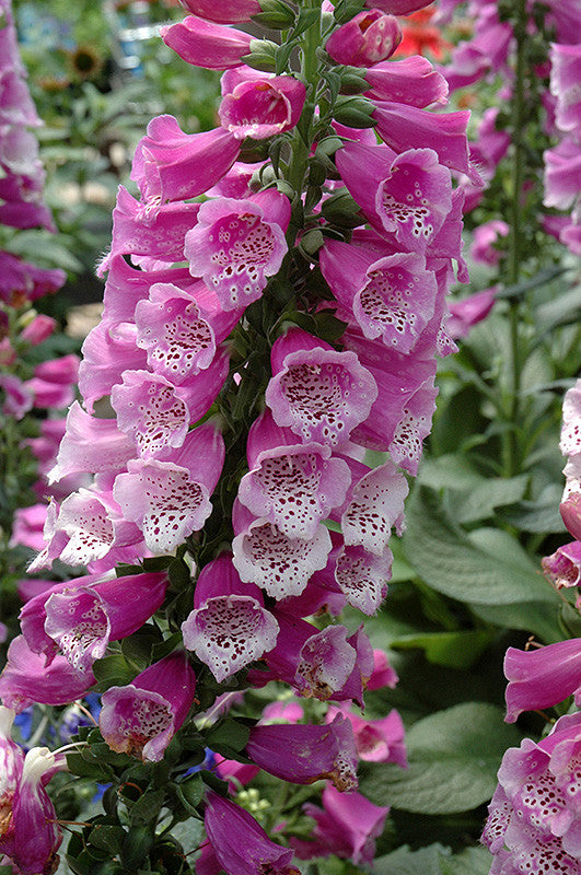 Digitalis purpurea 'Dalmatian Purple' – Armstrong Garden Centers