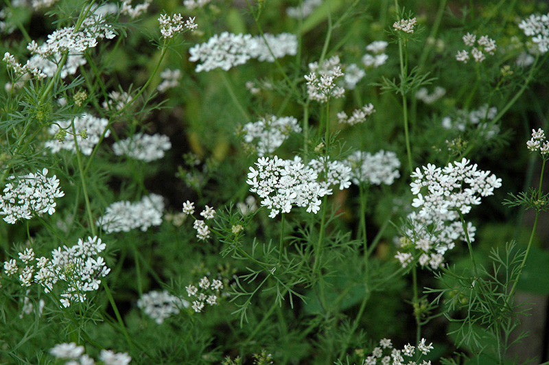Cilantro – Armstrong Garden Centers