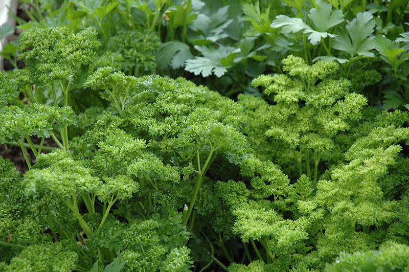 Curly Parsley – Armstrong Garden Centers