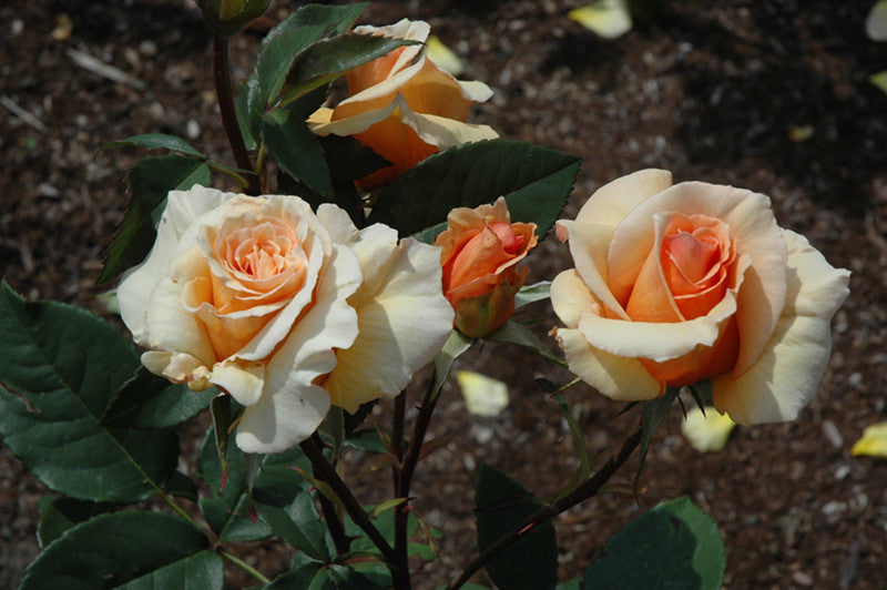 Brandy Rose – Armstrong Garden Centers