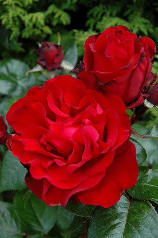 Black Cherry Rose – Armstrong Garden Centers
