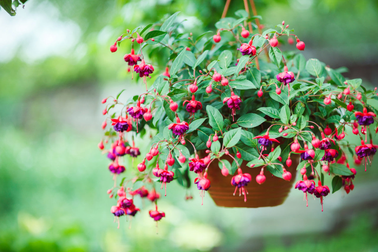 Fuchsia Hanging Basket - 12 inch – Armstrong Garden Centers