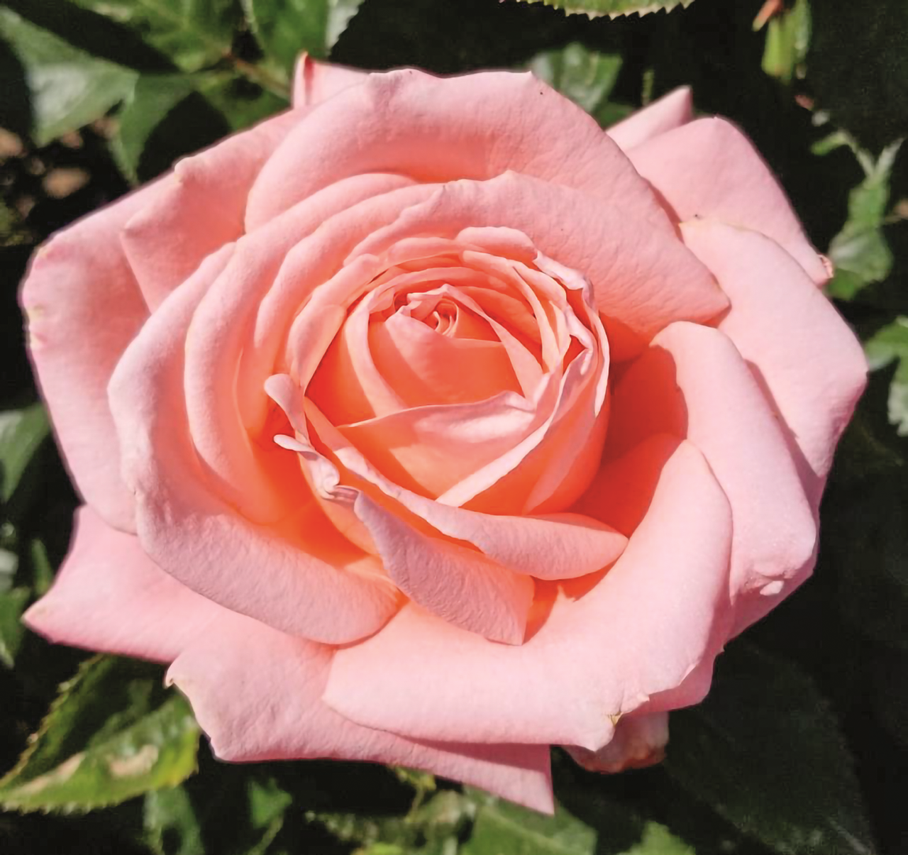 Heavenly Scented Rose – Armstrong Garden Centers