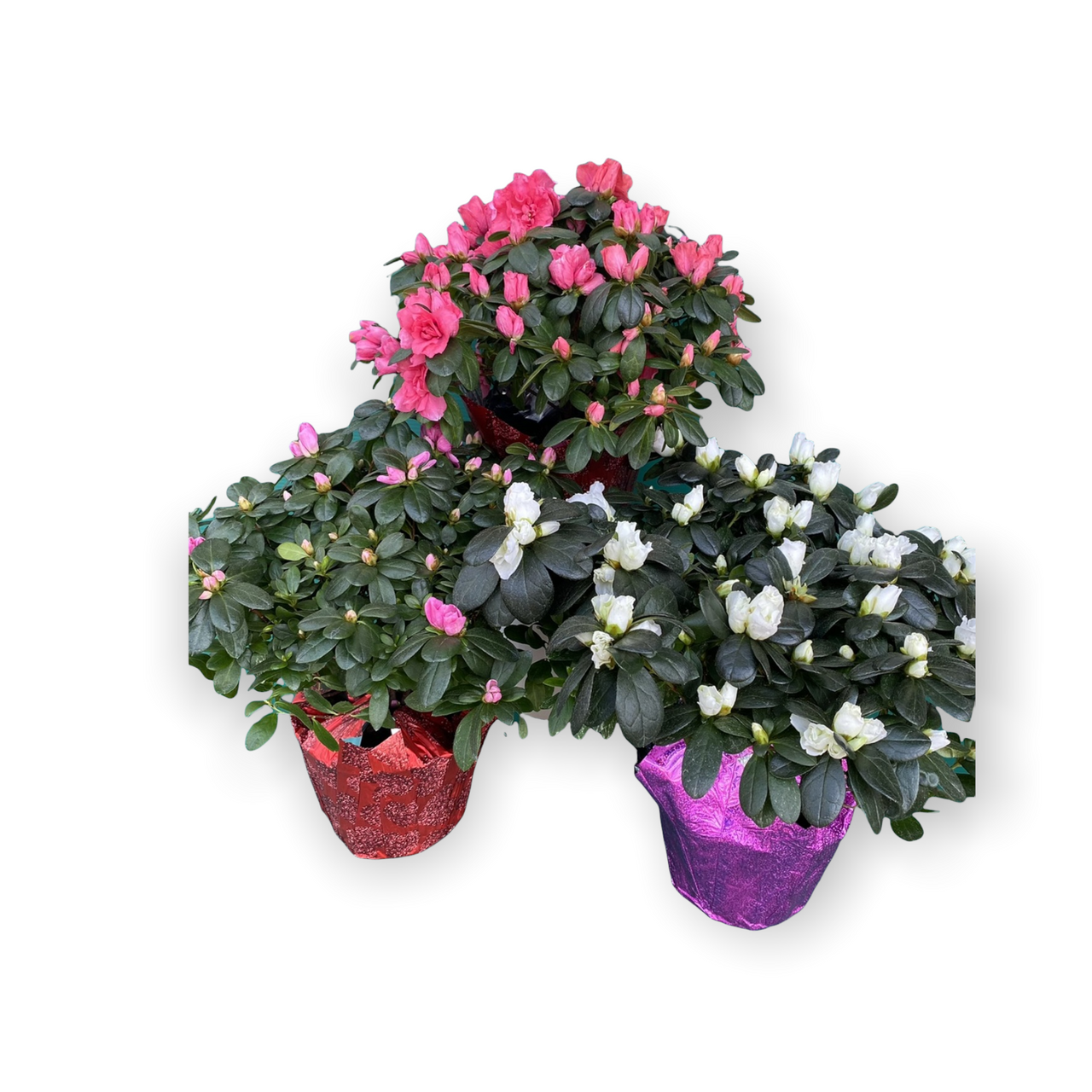 Florist Azalea – Armstrong Garden Centers