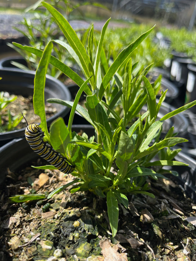 Narrow Leaf Milkweed - Native – Armstrong Garden Centers