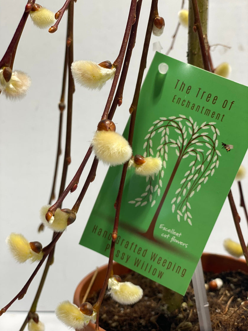 Tree of Enchantment Weeping Pussy Willow – Armstrong Garden Centers