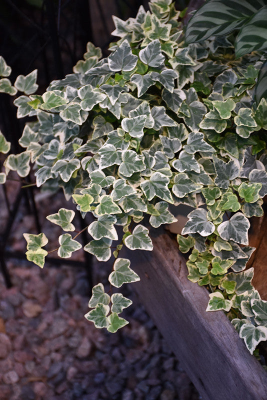 Hedera helix 'Glacier' – Armstrong Garden Centers