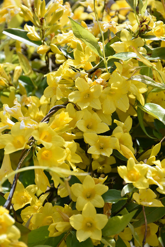 Carolina Yellow Jessamine – Armstrong Garden Centers