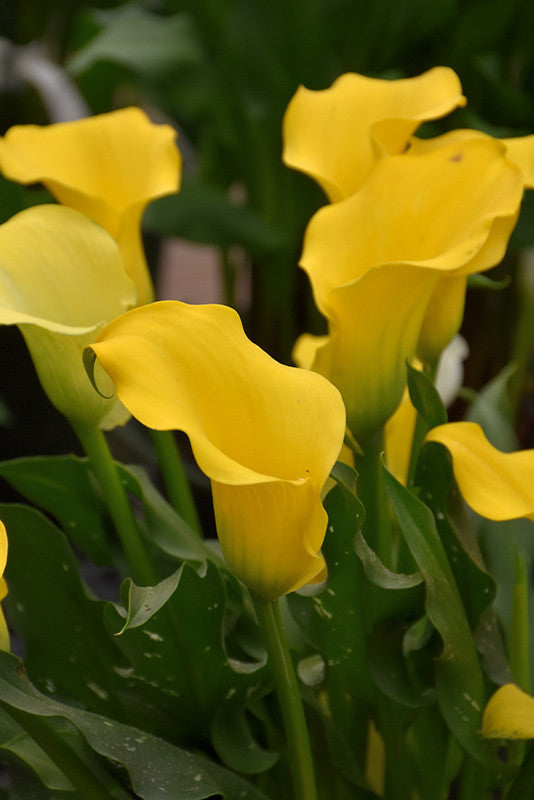 Captain Solo Calla Lily – Armstrong Garden Centers