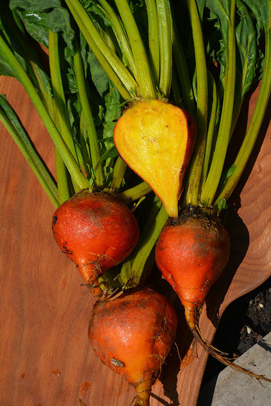 Touchstone Gold Beet – Armstrong Garden Centers