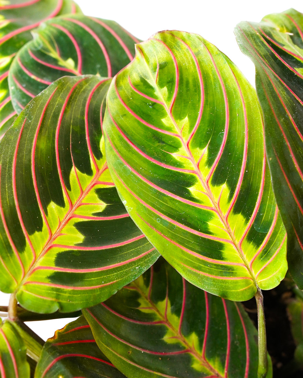Red Prayer Plant – Armstrong Garden Centers