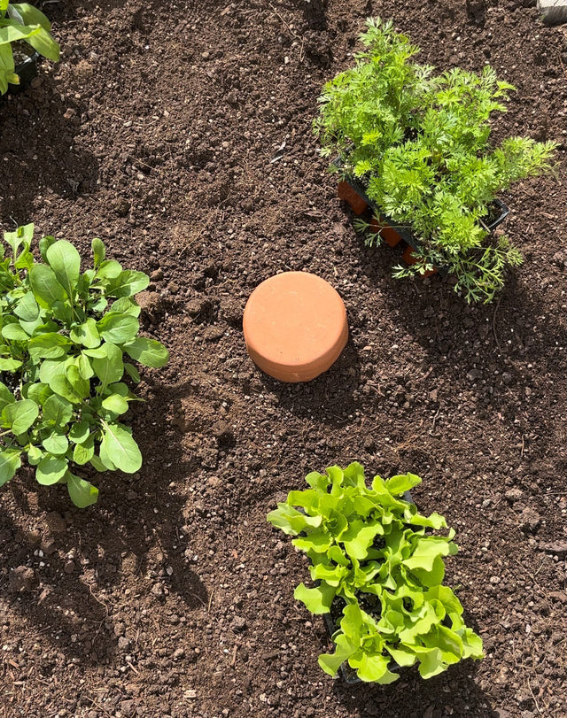 Olla Watering System for Garden Beds - 2 gallon – Armstrong Garden Centers