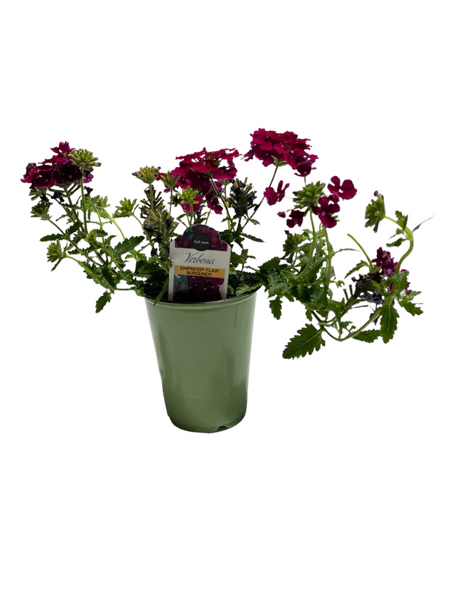 Verbena 'Aztec Blue Velvet' – Armstrong Garden Centers