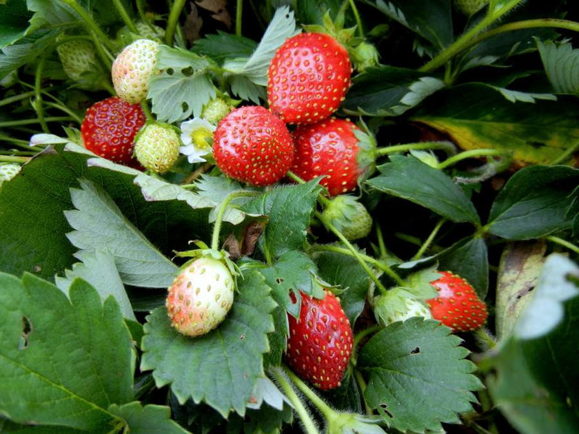 Berry Plants – Armstrong Garden Centers