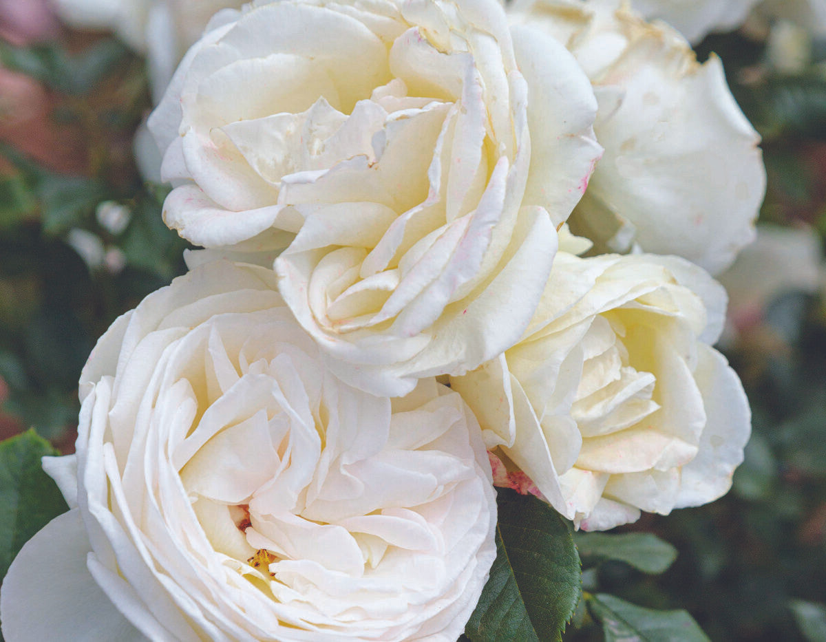 Top Cream Rose – Armstrong Garden Centers