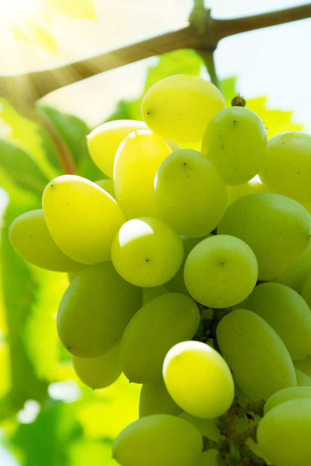 Princess Grape – Armstrong Garden Centers