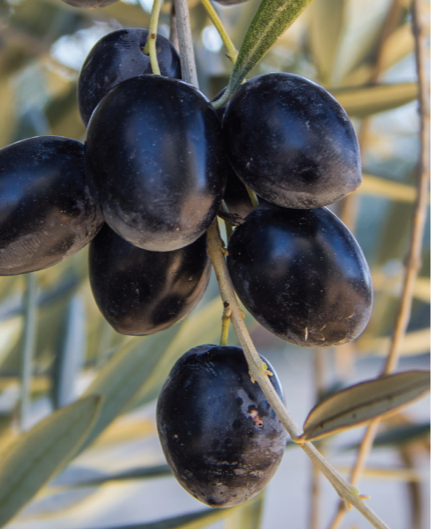 Mission Olive – Armstrong Garden Centers