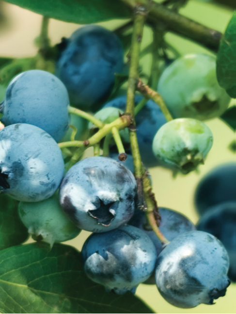 Jewel Blueberry – Armstrong Garden Centers