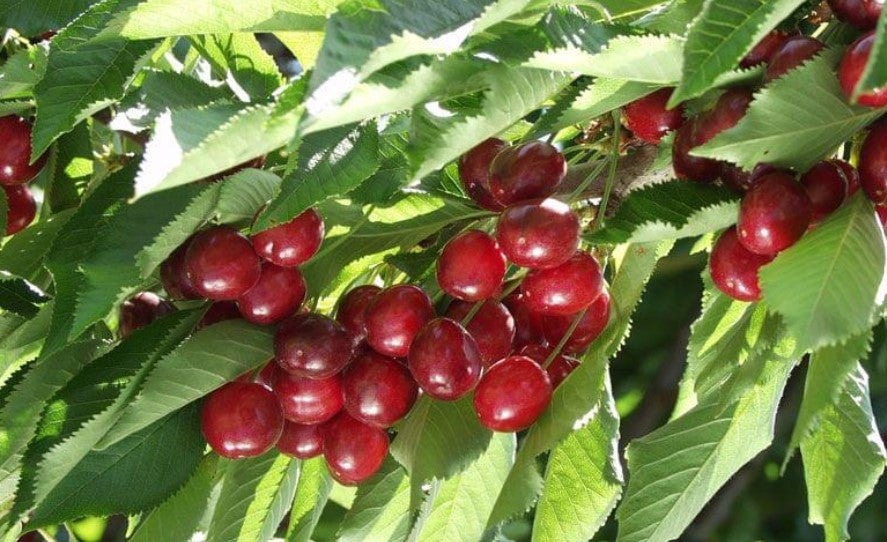 Minnie Royal Cherry – Armstrong Garden Centers