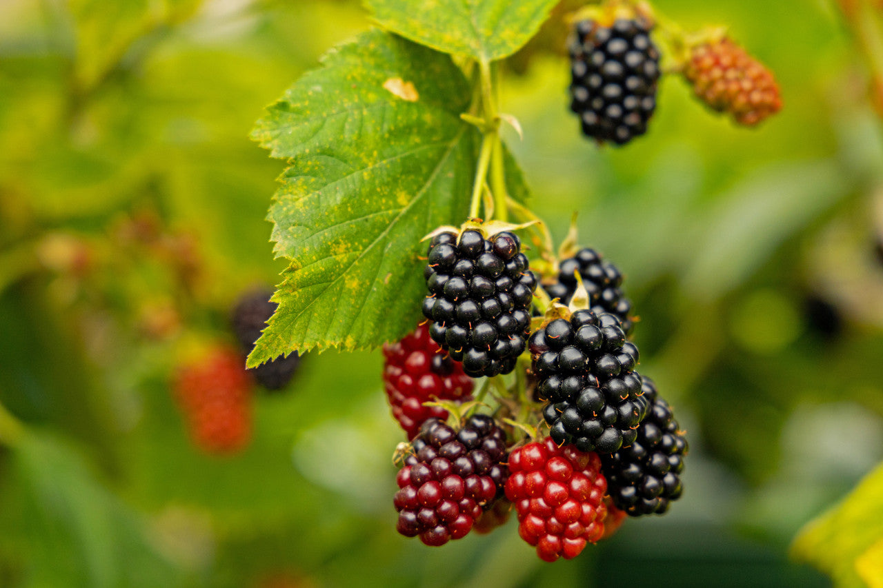 Olallie Blackberry – Armstrong Garden Centers