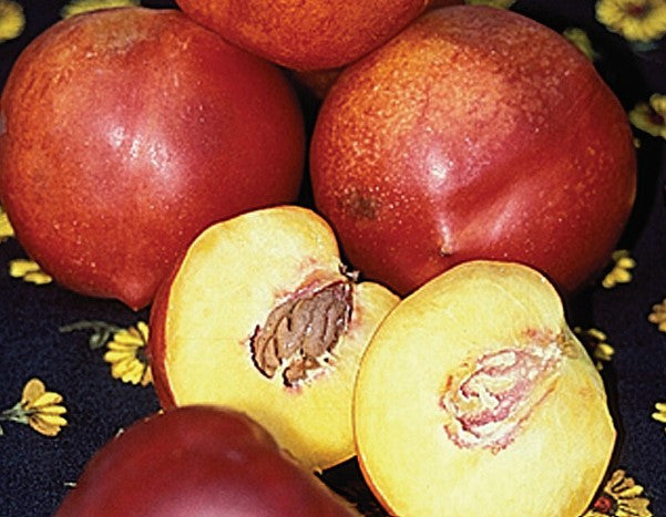 Necta Babe Nectarine – Armstrong Garden Centers