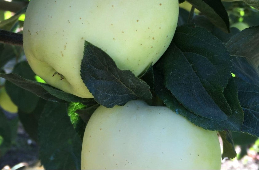 Ghost Apple – Armstrong Garden Centers