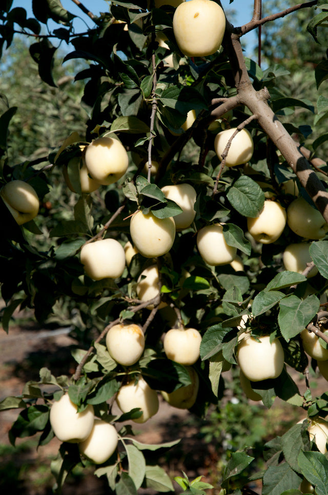 Ghost Apple – Armstrong Garden Centers