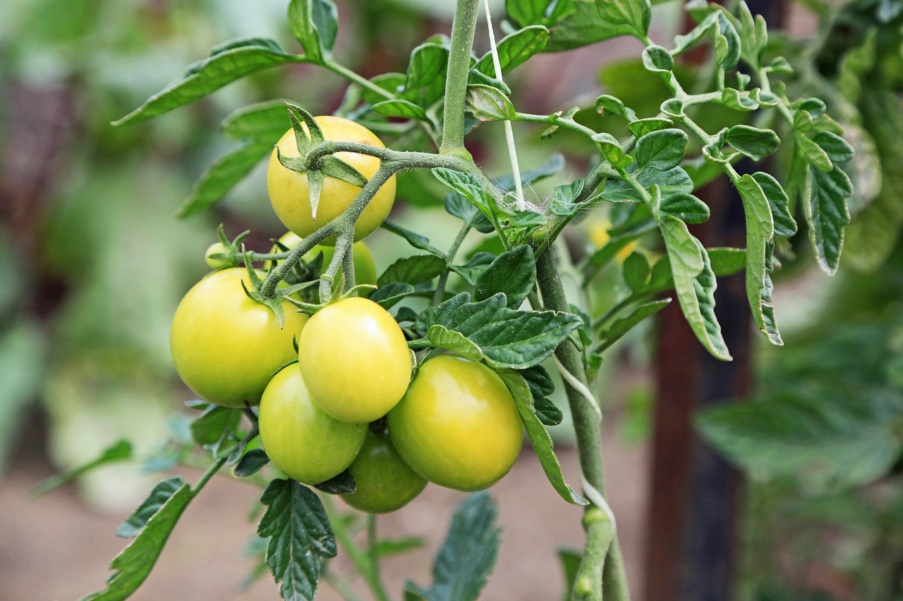 White Cherry Tomato – Armstrong Garden Centers