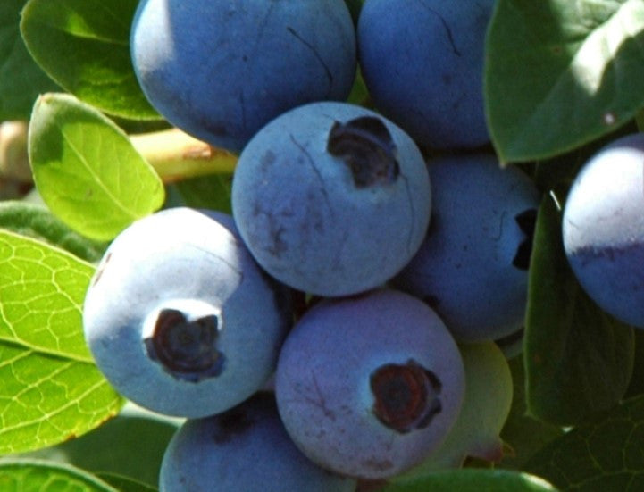 Sharpblue Blueberry – Armstrong Garden Centers