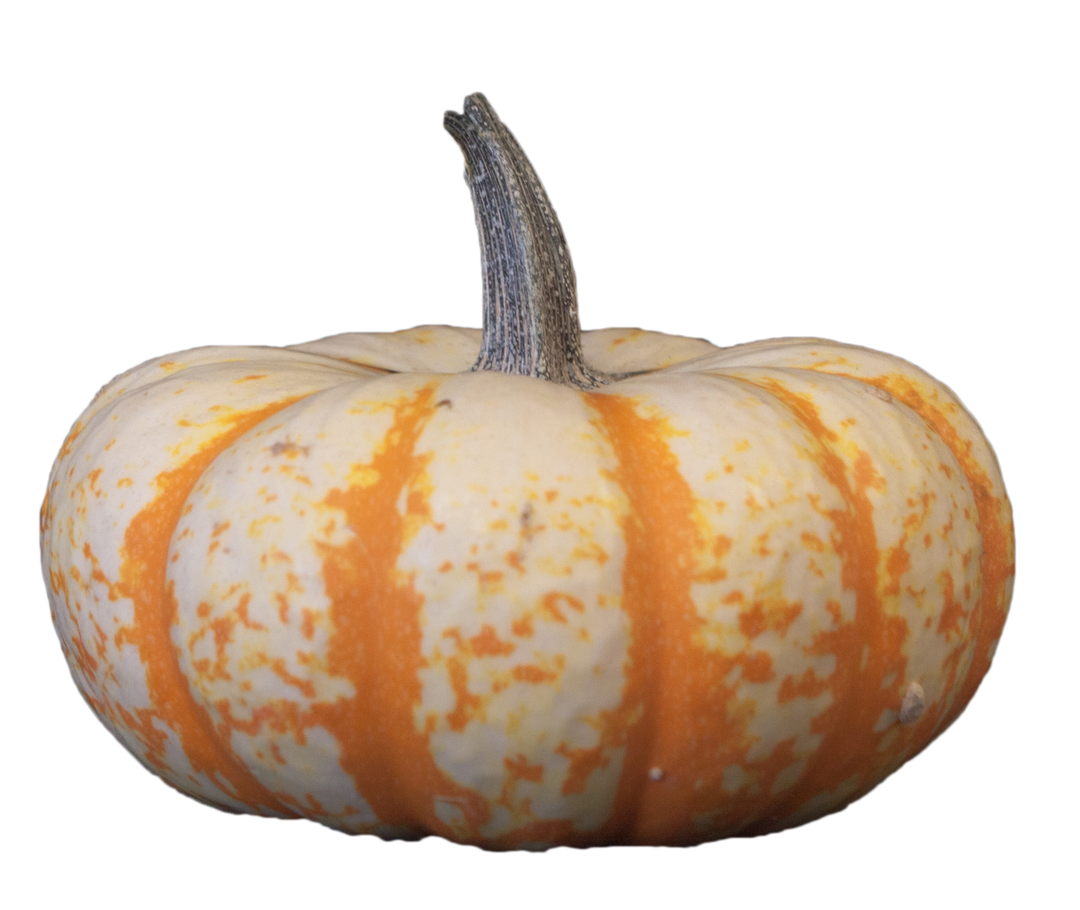 Tiger Stripe Mini Pumpkin – Armstrong Garden Centers