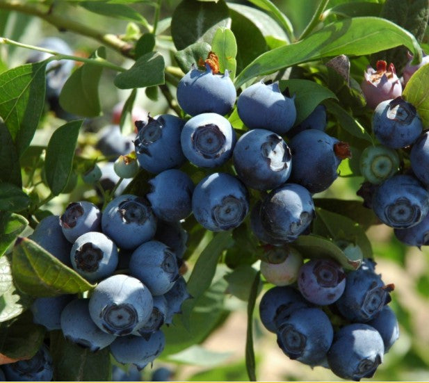 Emerald Blueberry – Armstrong Garden Centers