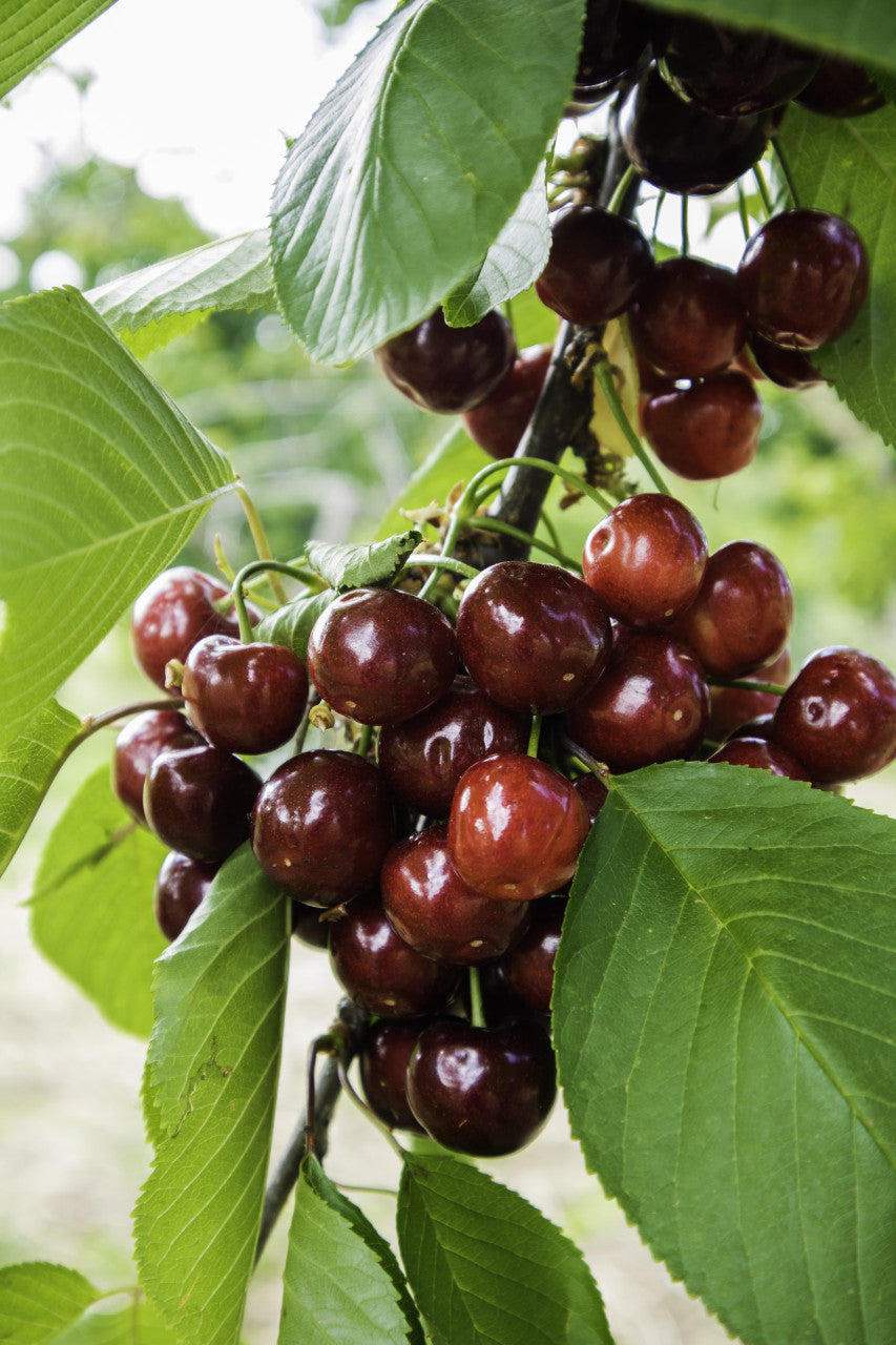 Royal Crimson Cherry – Armstrong Garden Centers