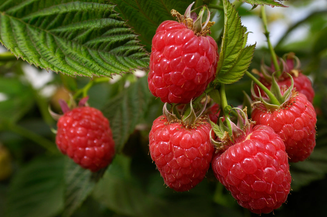 Baba Red Raspberry – Armstrong Garden Centers