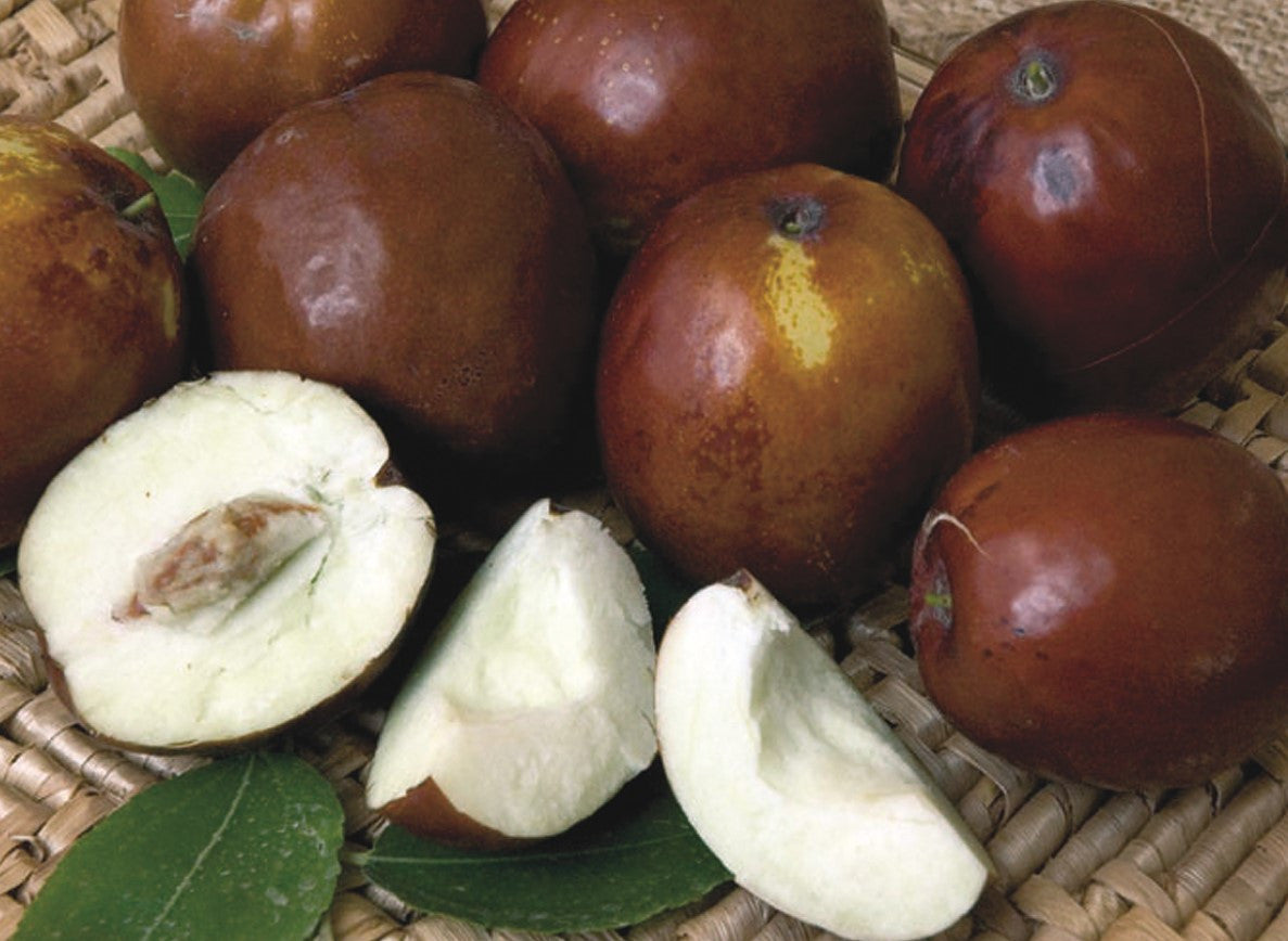 Li Jujube – Armstrong Garden Centers