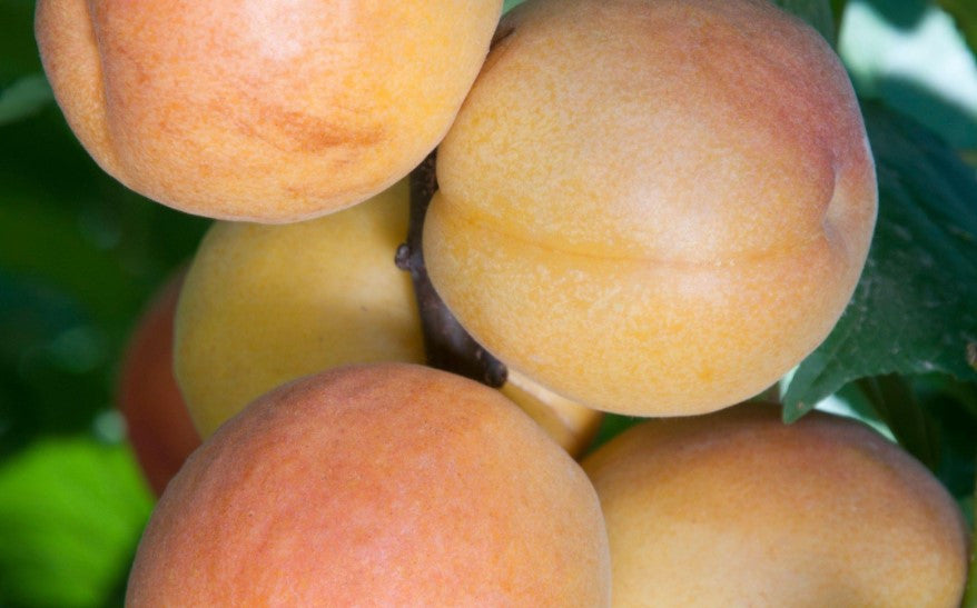 Gold Kist Apricot – Armstrong Garden Centers