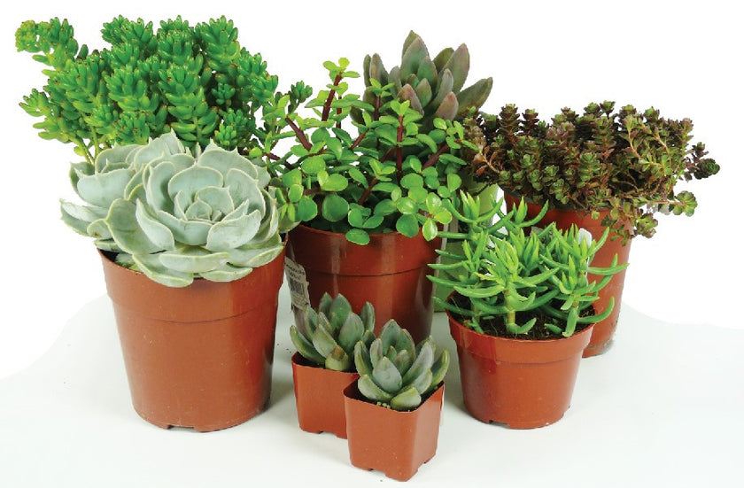 Succulent Assorted - 4 inch – Armstrong Garden Centers