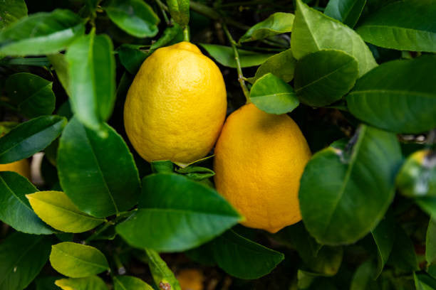 Improved Meyer Lemon Tree Form – Armstrong Garden Centers