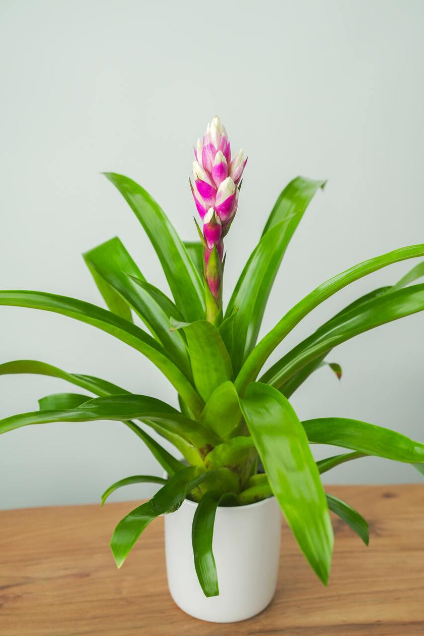 Bromeliad in Ceramic Pot – Armstrong Garden Centers