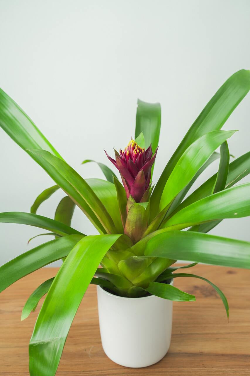 Bromeliad in Ceramic Pot – Armstrong Garden Centers