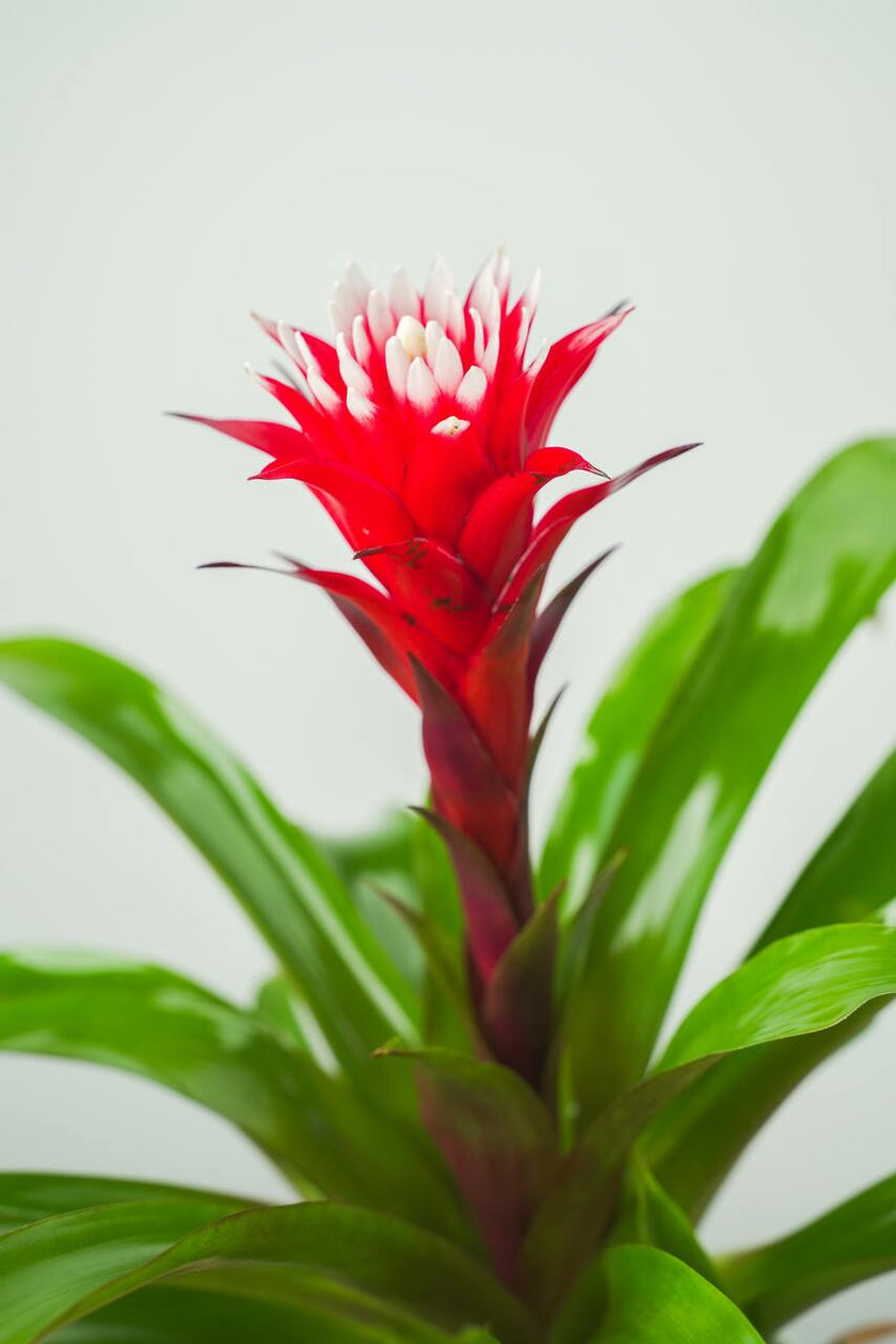 Bromeliad in Ceramic Pot – Armstrong Garden Centers