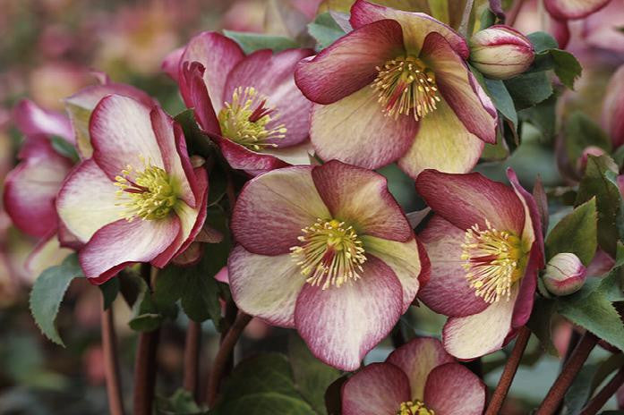 Ice N' Roses® Rosado Hellebore - Monrovia – Armstrong Garden Centers