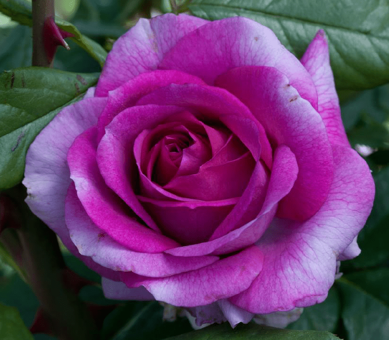 Perfume Factory Rose – Armstrong Garden Centers