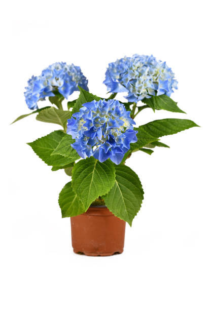 Florist Hydrangea – Armstrong Garden Centers